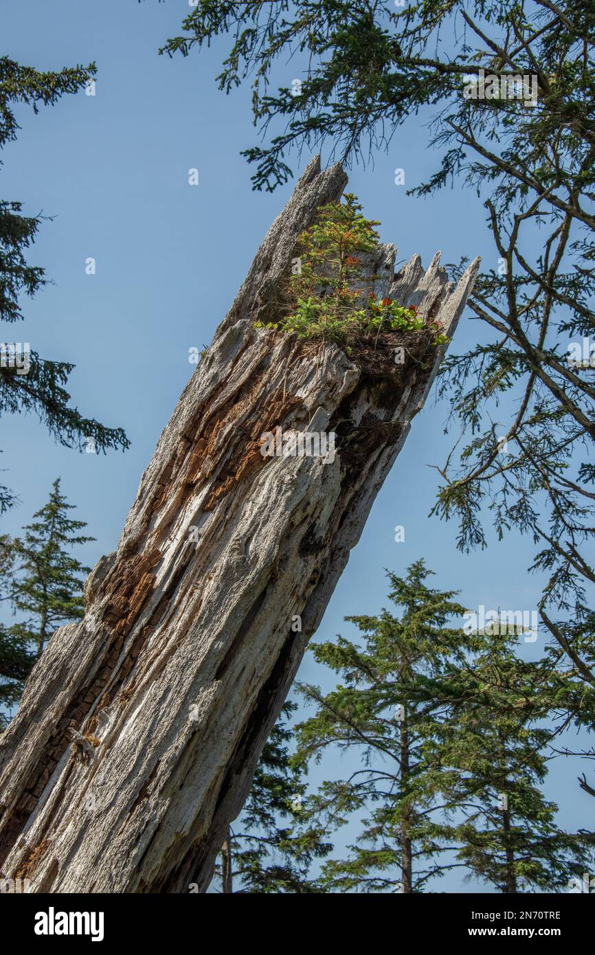 Haida mortuary pole hi-res stock photography and images - Alamy