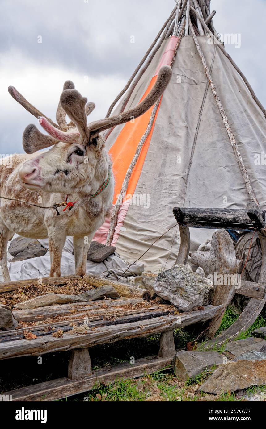 Finnmark reindeer hi-res stock photography and images - Alamy