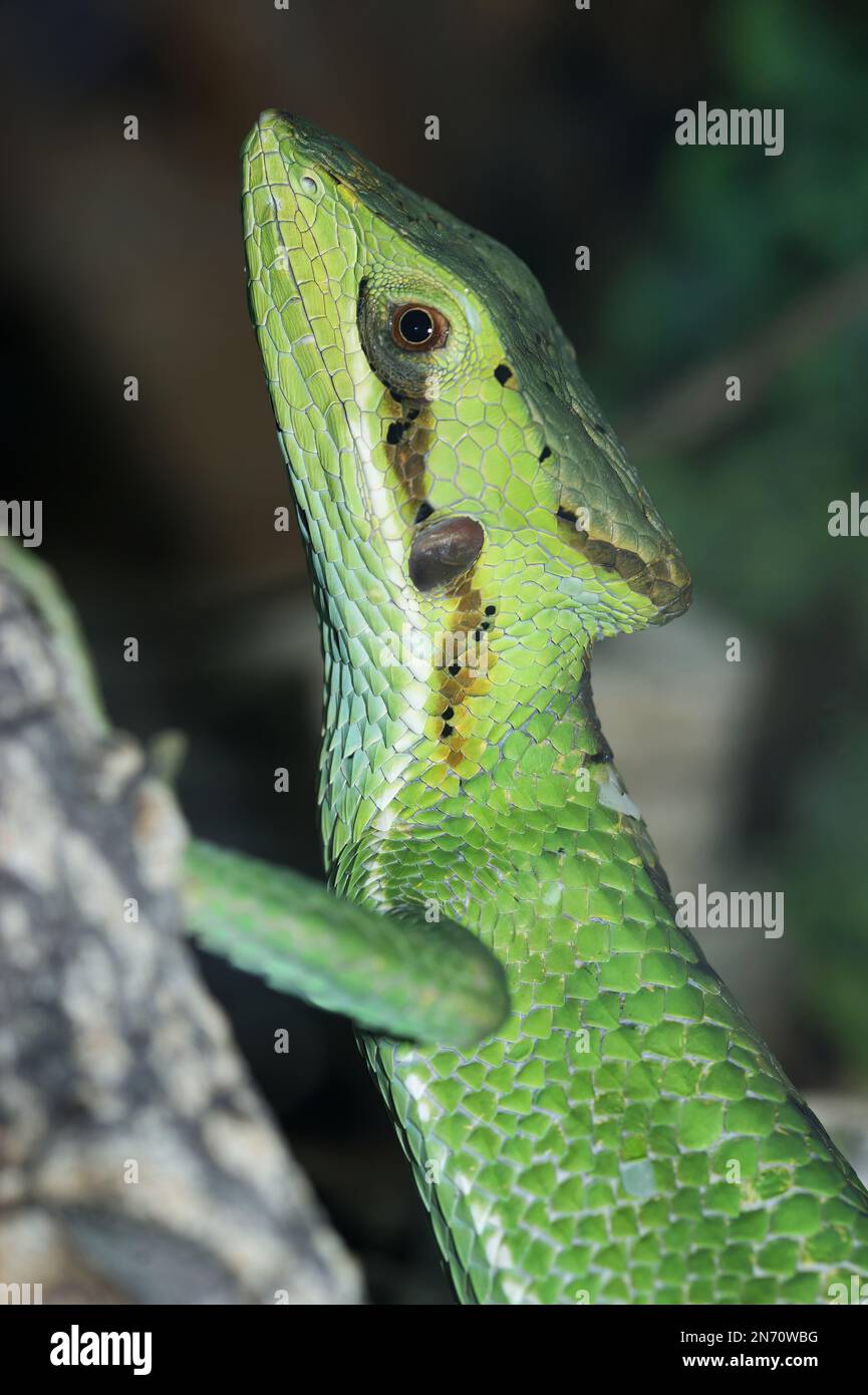 Vertical closeup on the head of a colorfull green Serrated casquehead ...