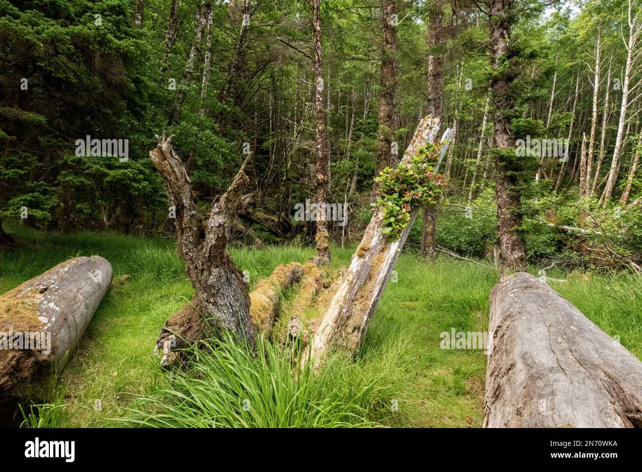 Haida pit house with fallen beams and salal growing at the top of a ...