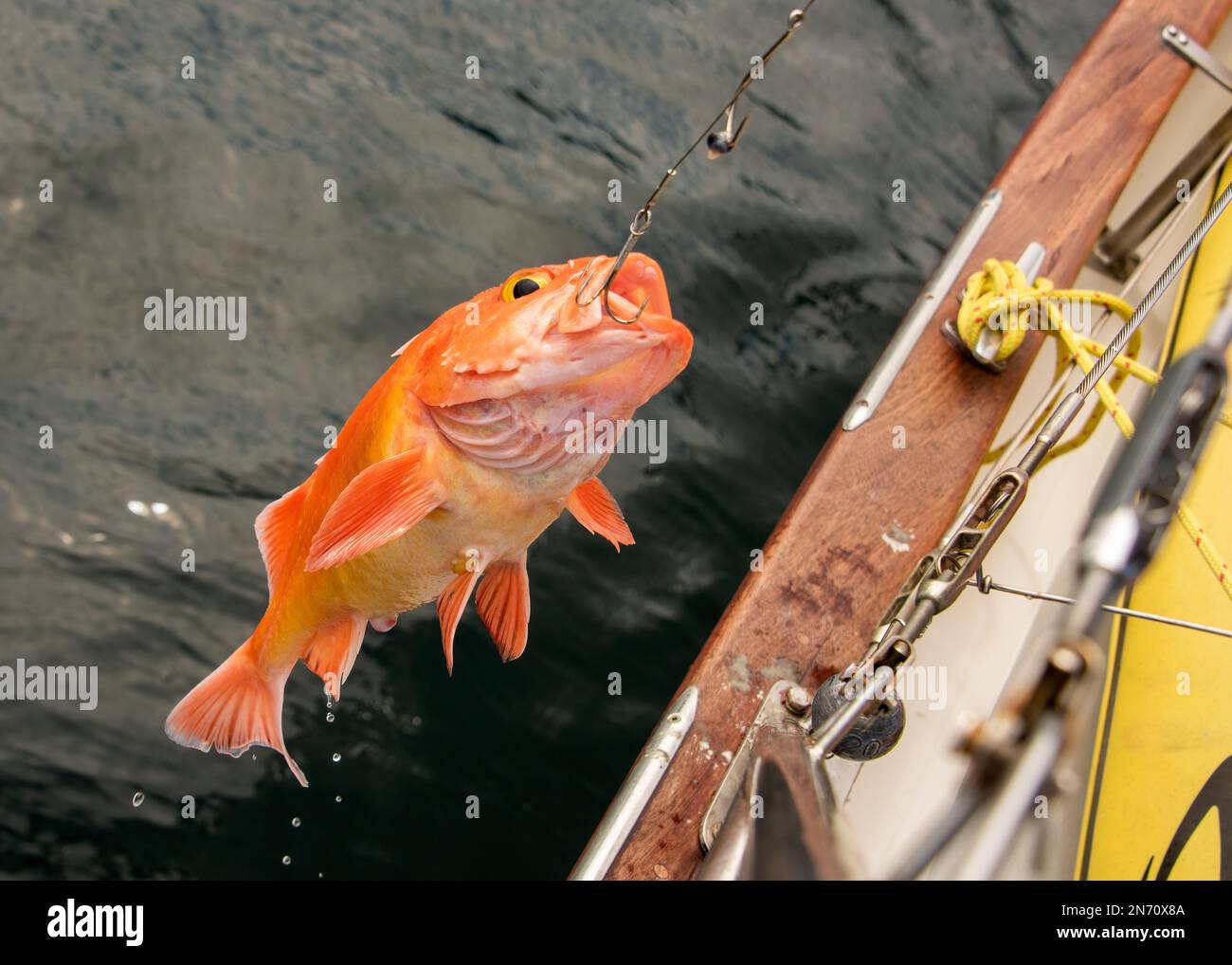 Yelloweye rockfish (Sebastes ruberrimus) for supper, Haida Gwaii ...