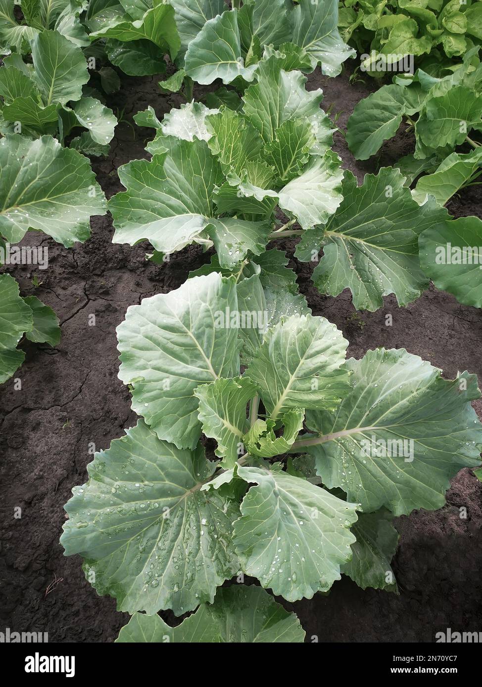 White cabbage grows in the garden. Top view, close-up Stock Photo - Alamy