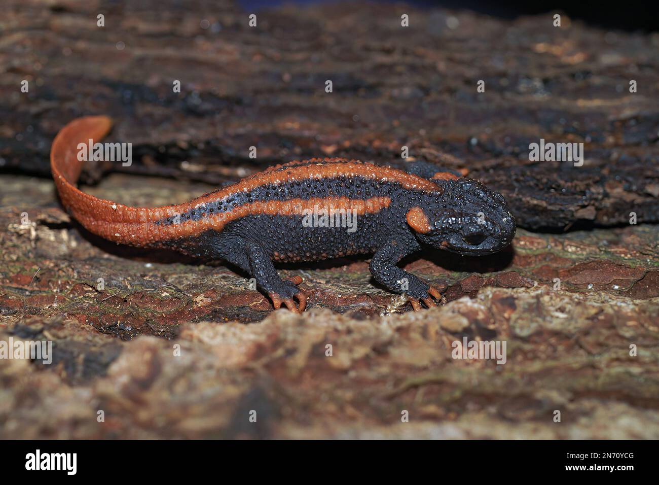 Detailed closeup of the juvenile of an endangered Red-tailed Knobby ...