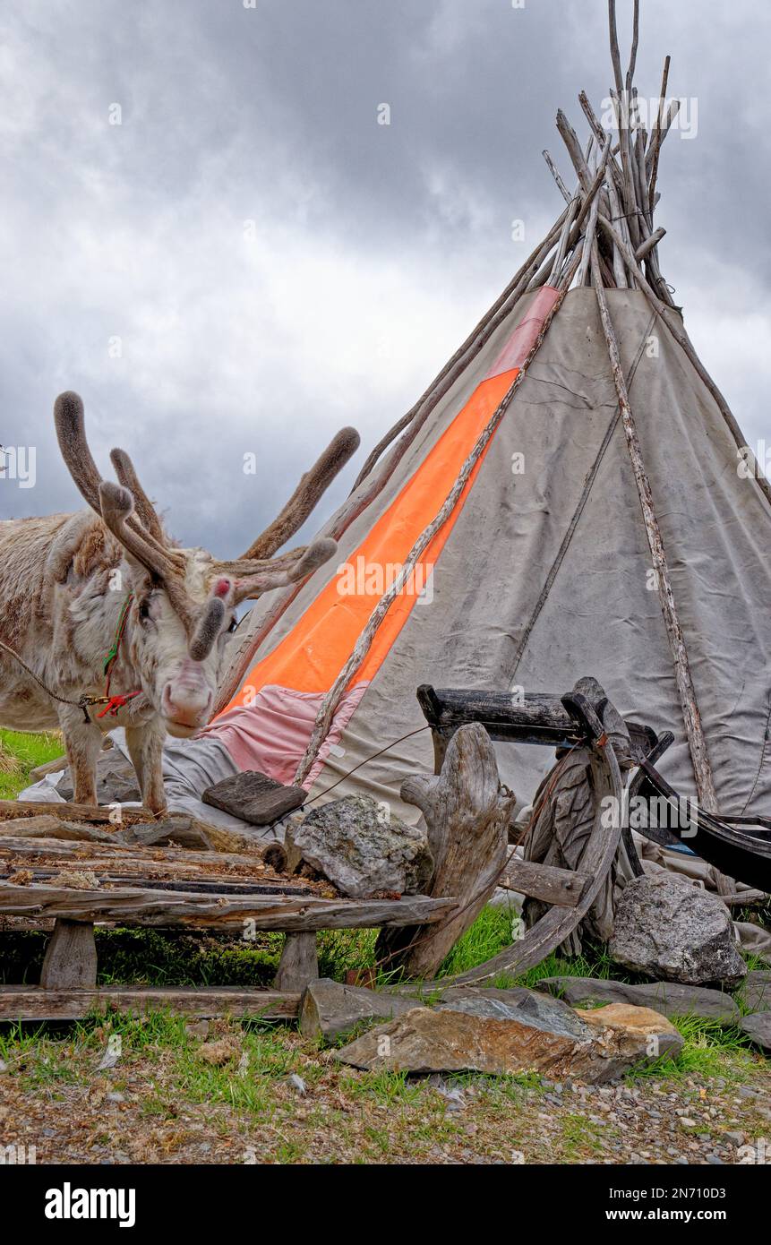 Lavvu - Sami tent in Nordkapp peninsula - Norway. Lavvu is a temporary ...