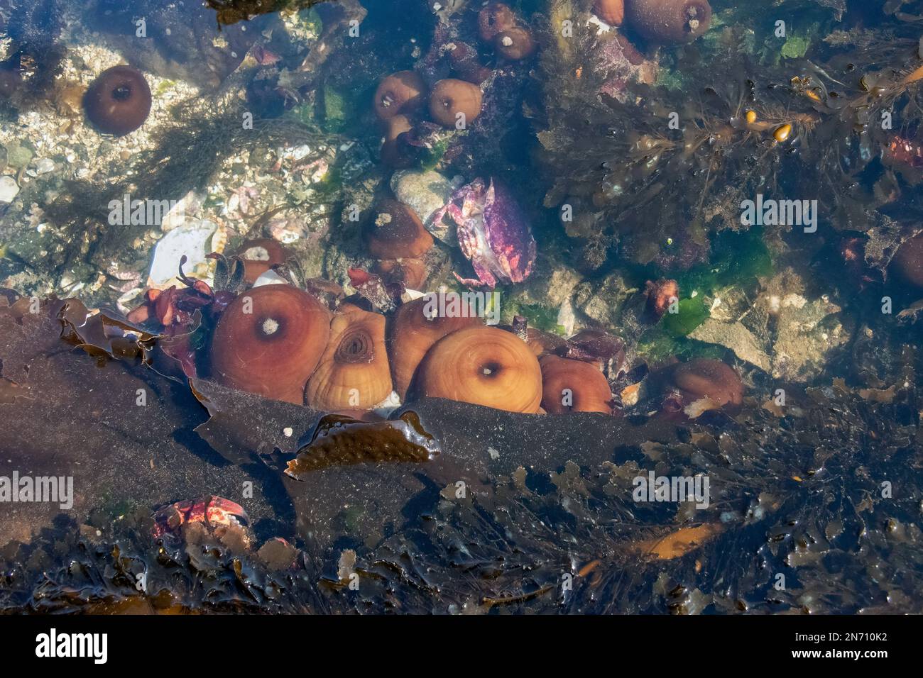 Wrackweed hi-res stock photography and images - Alamy