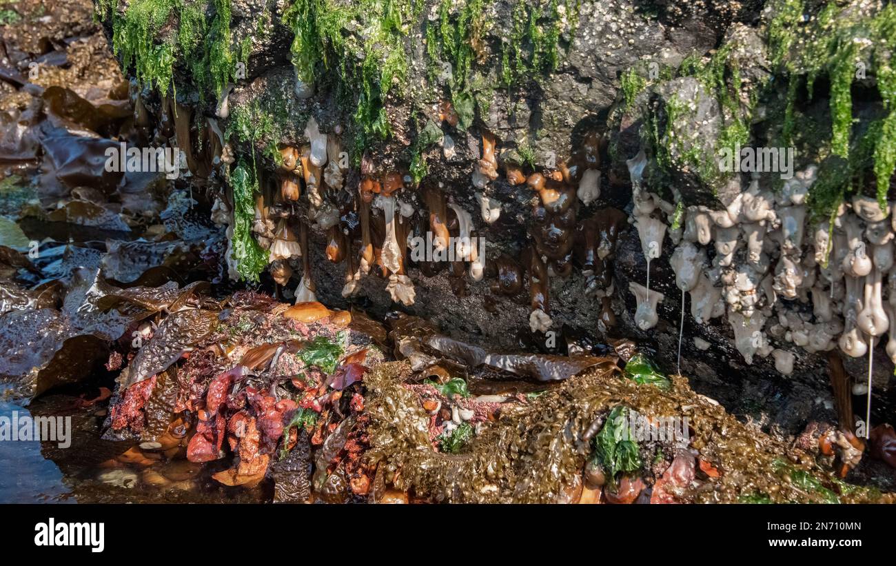 Short plumose anemone (Metridium senile), sea lettuce and kelp on a ...