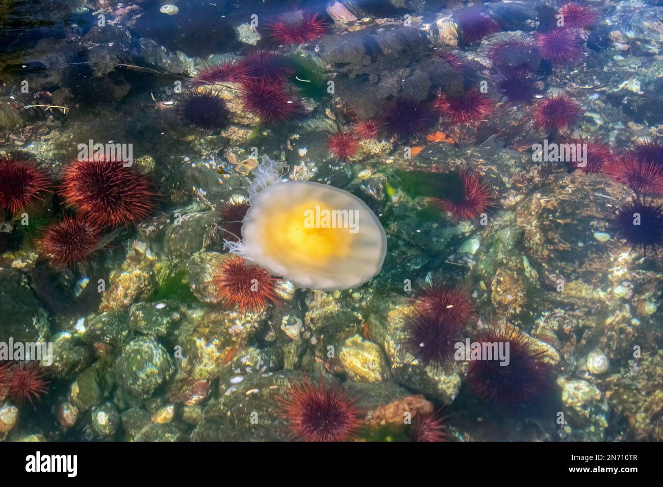 Fried egg jellyfish (Phacellophora camtschatica) and sea urchins (Strongylocentrotus ...