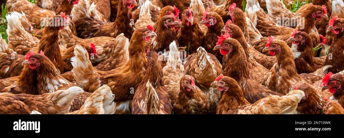 outdoor farming of wild chicken Stock Photo - Alamy