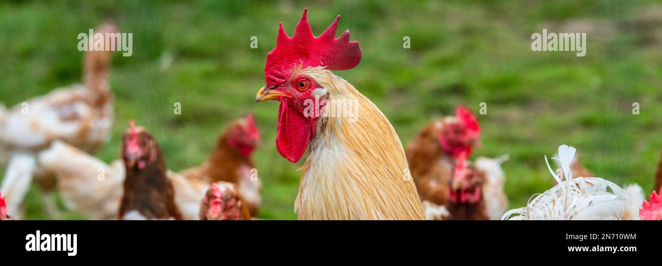 outdoor farming of wild chicken Stock Photo - Alamy