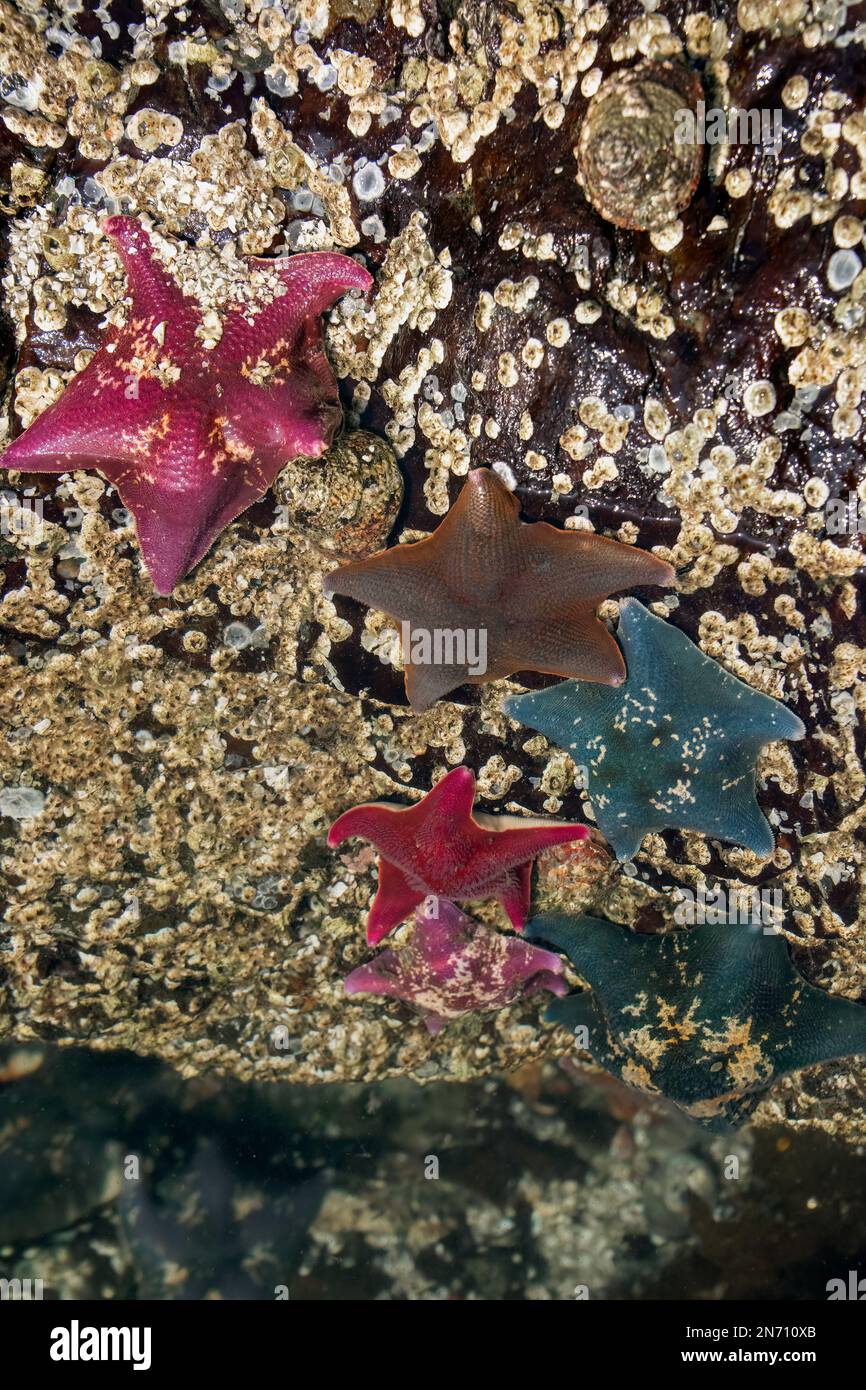 Colourful bat stars (Patiria miniata) on a barnacle-covered rock ...