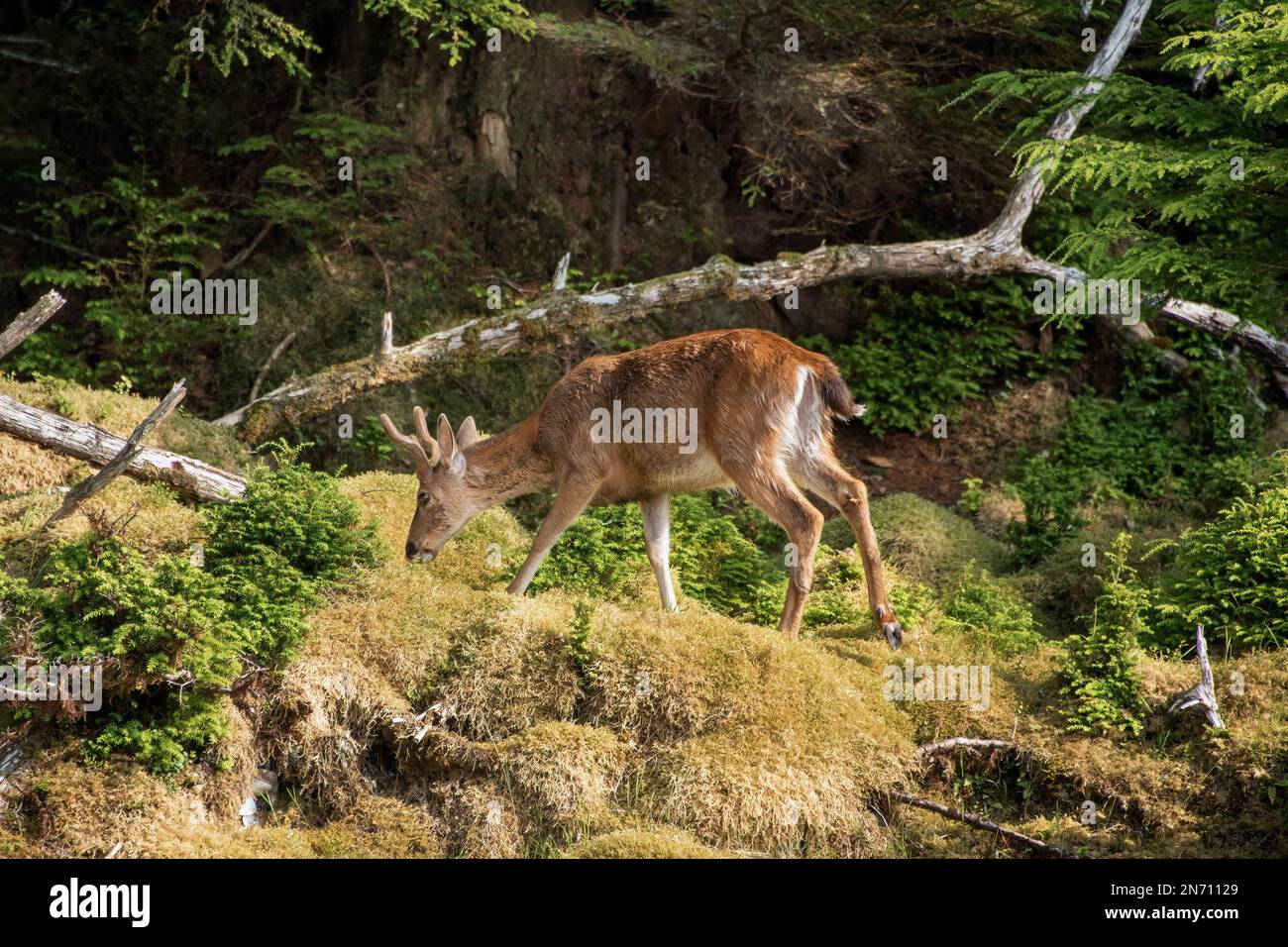 Male Sitka deer (Odocoileus hemionus sitkensis) in velvet browsing on ...