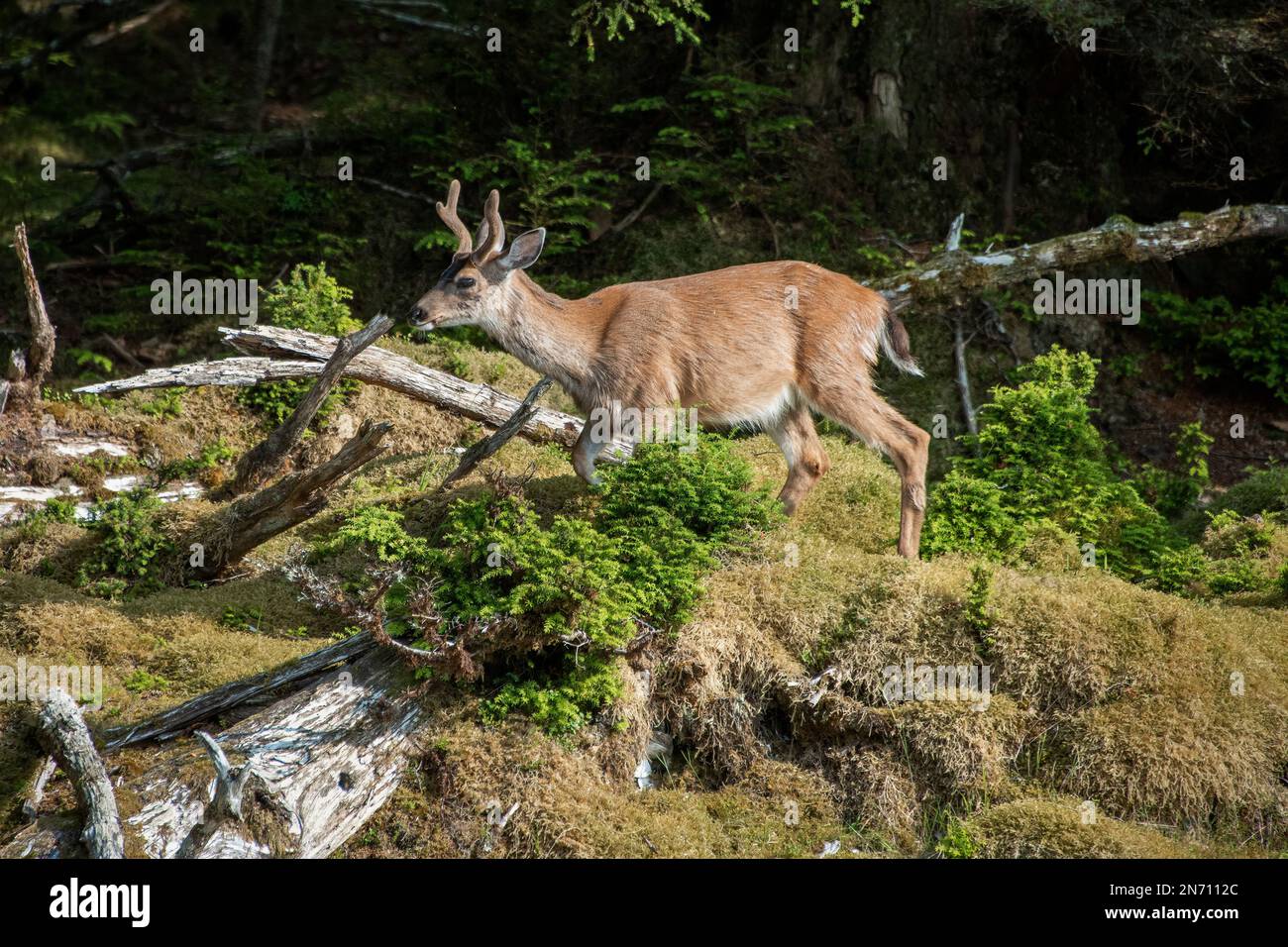 Male Sitka deer (Odocoileus hemionus sitkensis) in velvet in moss ...
