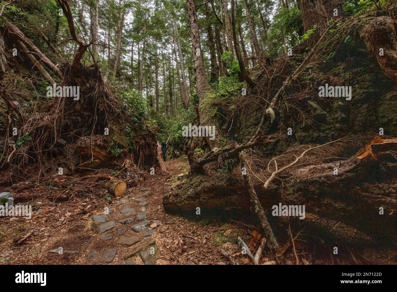 Storm damaged path through the interior of Anthony Island, Haida Gwaii ...