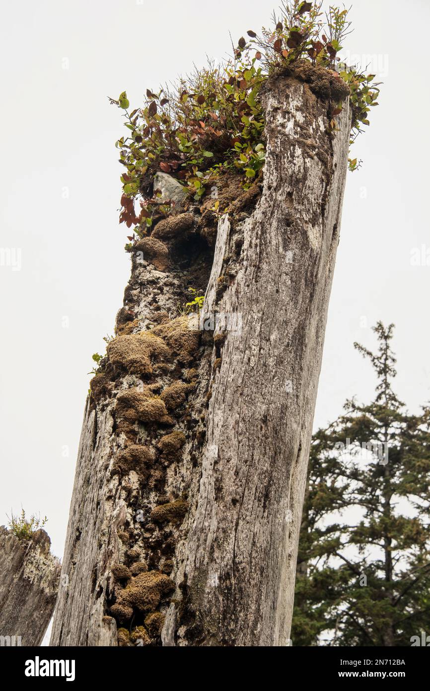 Mosses and bushes growing on the top of a mortuary pole, S'Gaang Gwaii ...