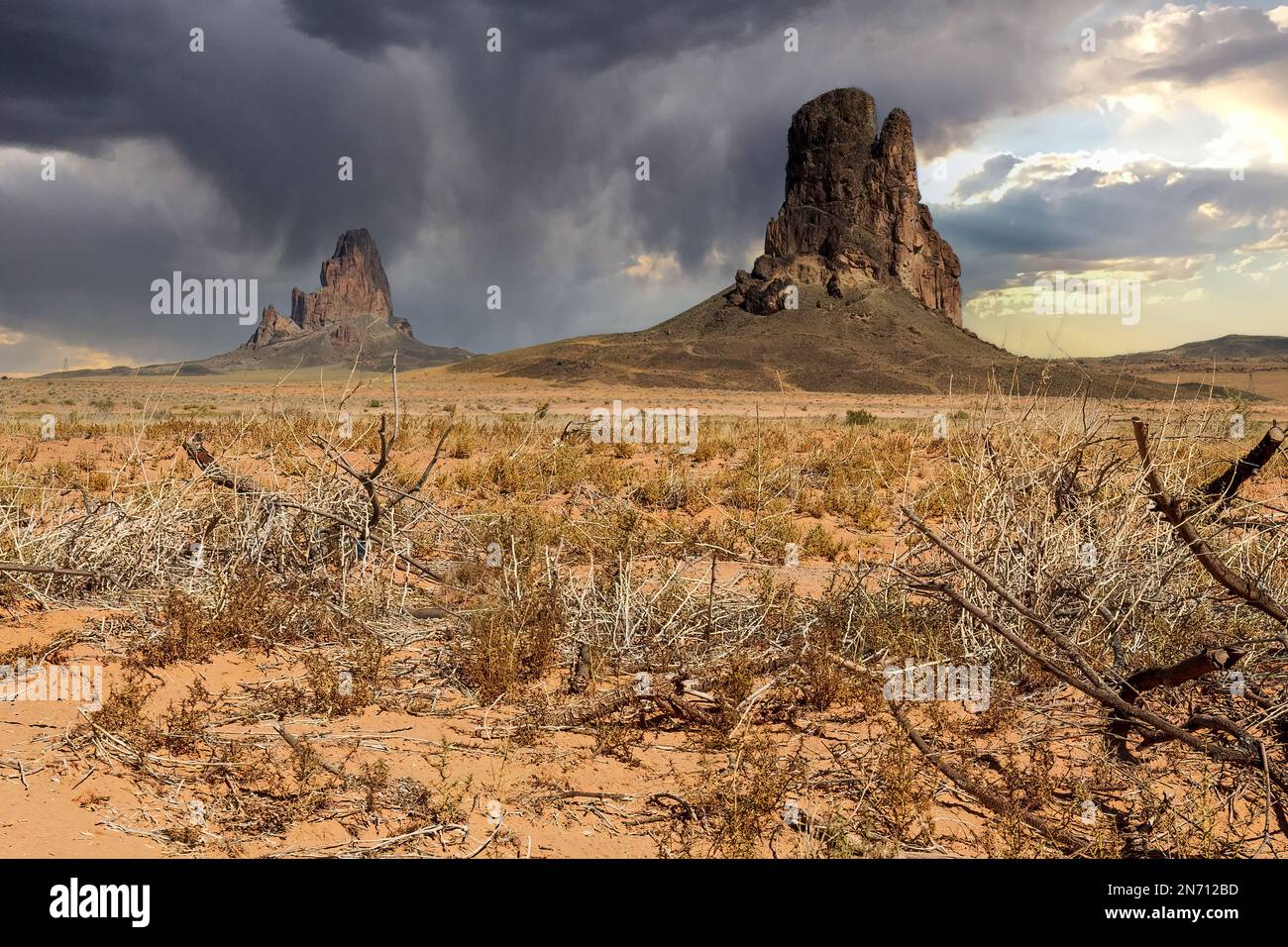 Utah desert plants hi-res stock photography and images - Alamy