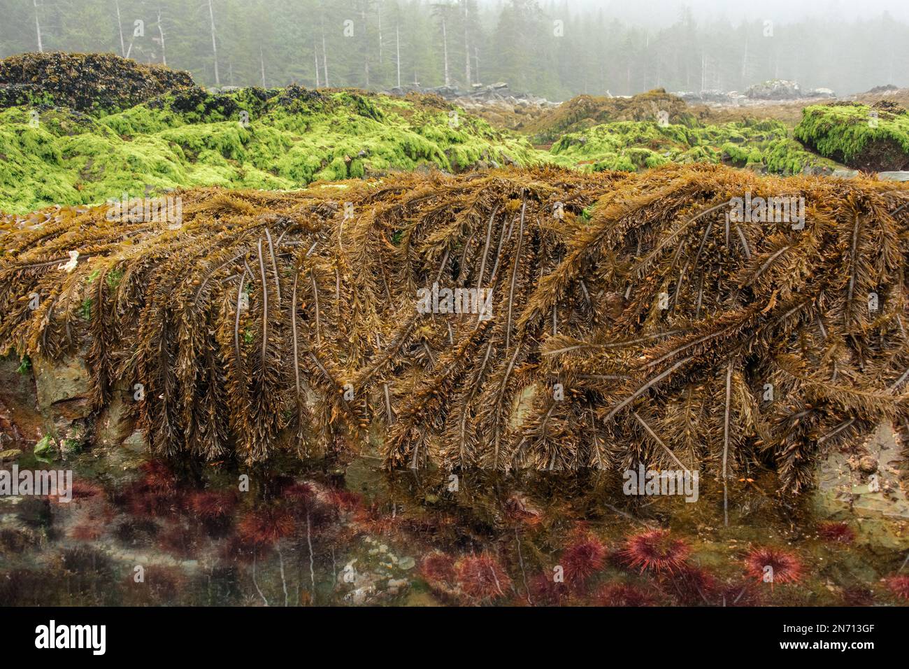 Intertidal zone at low tide with feather boa kelp, sea lettuce and sea ...