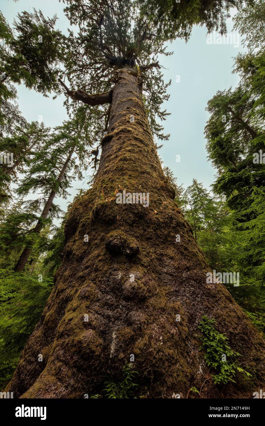Lyell island hi-res stock photography and images - Alamy