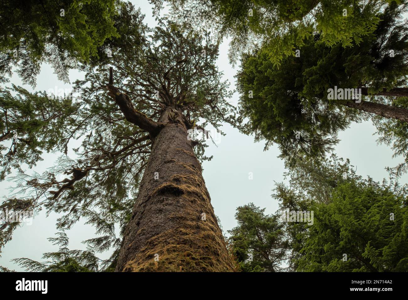 Looking up towards the crown of an 800 year old Sitka spruce, Windy Bay ...