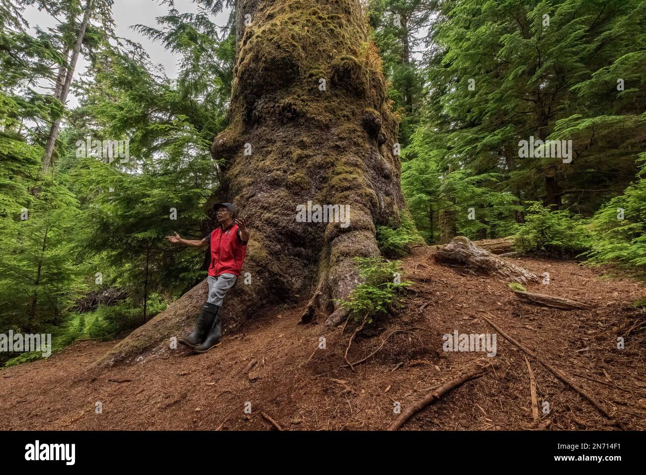 Haida watchman at the 800 year old Sitka Spuce tree, Windy Bay Creek ...
