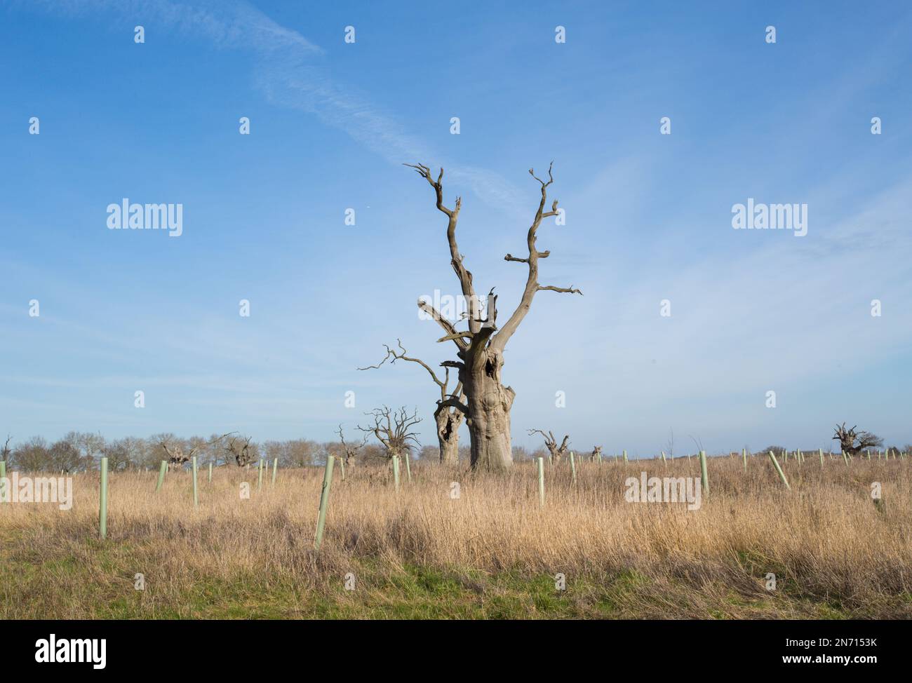 Seeing Beyond Landscapes, Heritage, Folklore and Ancient Petrified Tree ...