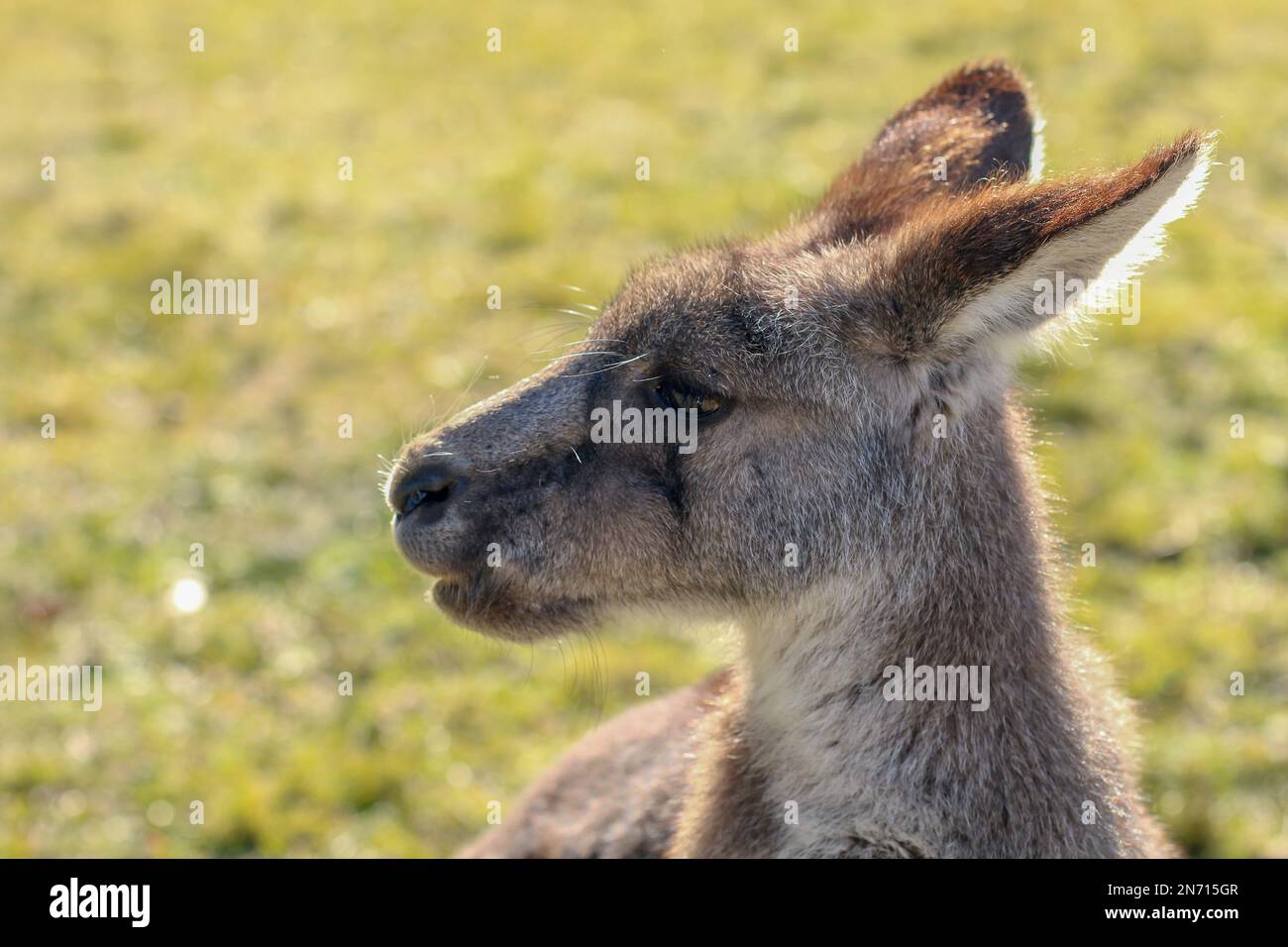 Kangaroo relaxing on the grass Stock Photo - Alamy