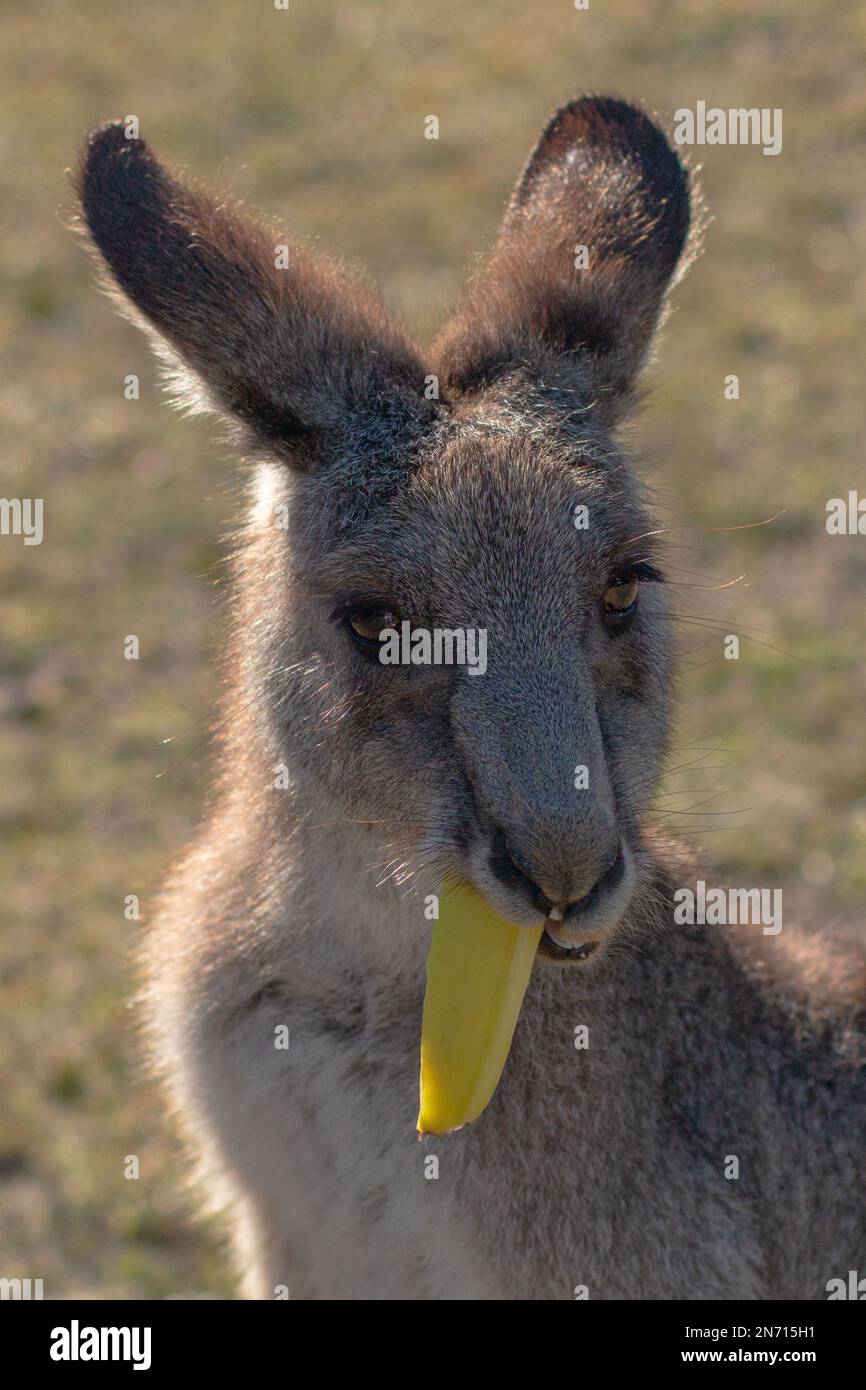 Kangaroo relaxing on the grass Stock Photo - Alamy