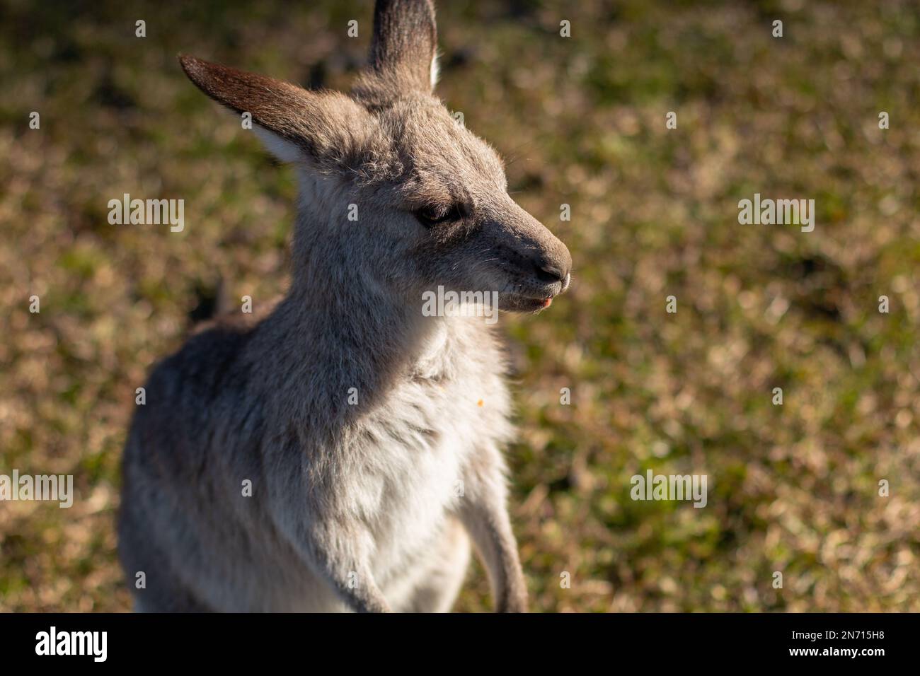 Kangaroo relaxing on the grass Stock Photo - Alamy