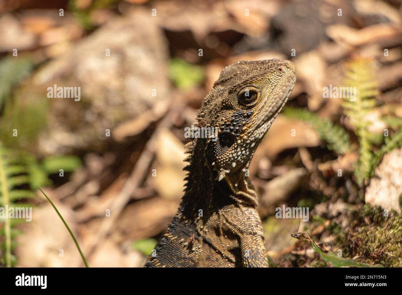 Female Eastern Water Dragon Stock Photo - Alamy
