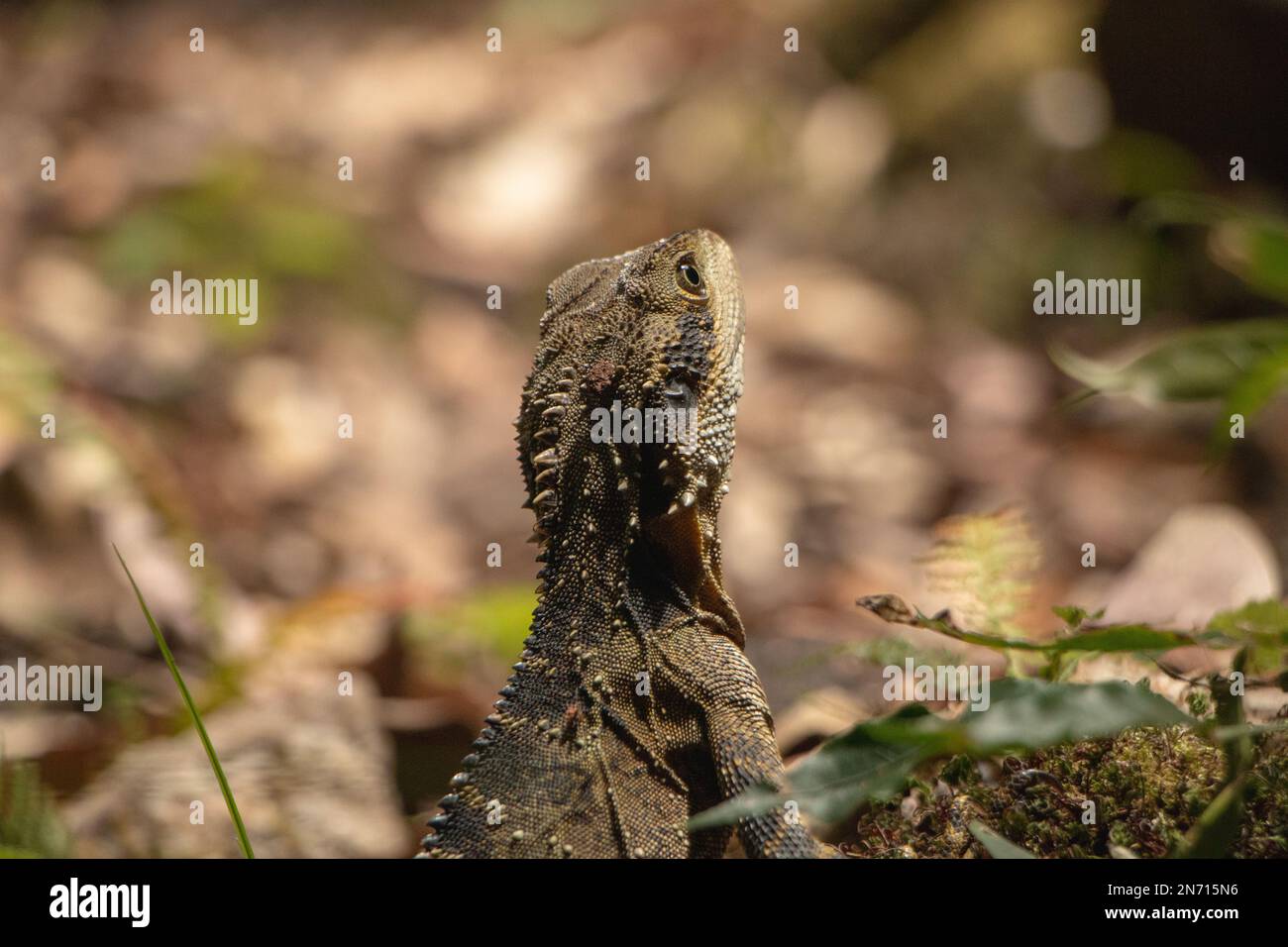 Female Eastern Water Dragon Stock Photo - Alamy