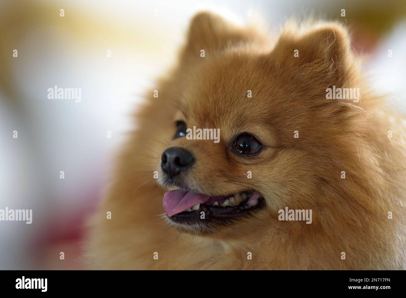 Pomeranian dog hi-res stock photography and images - Alamy