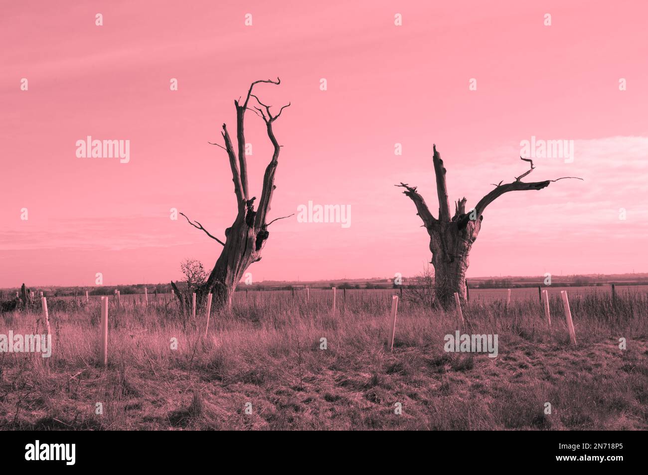 Seeing Beyond Landscapes, Heritage, Folklore and Ancient Petrified Tree ...