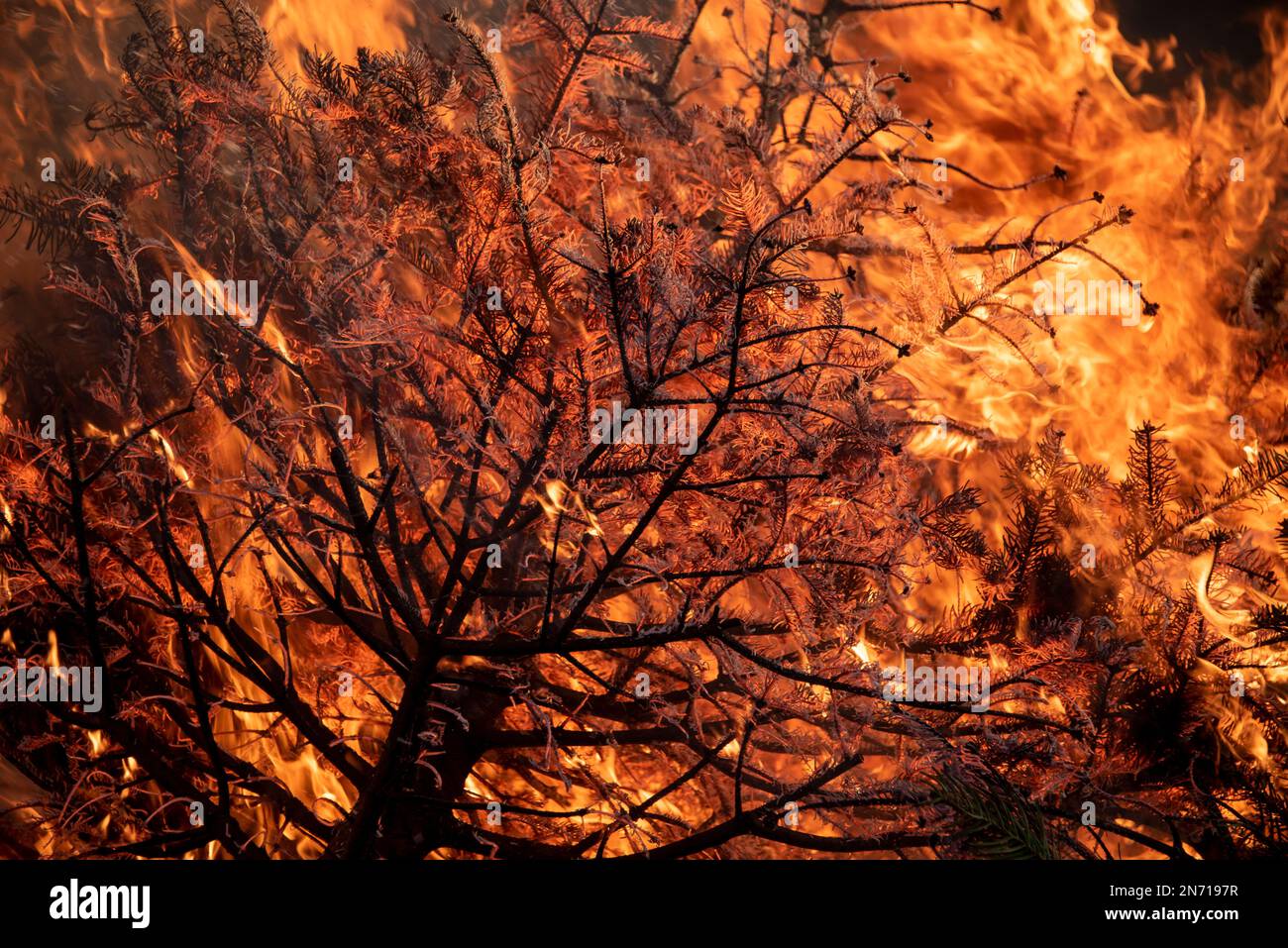 Christmas High Resolution Pictures Of Burning Trees Burning Christmas