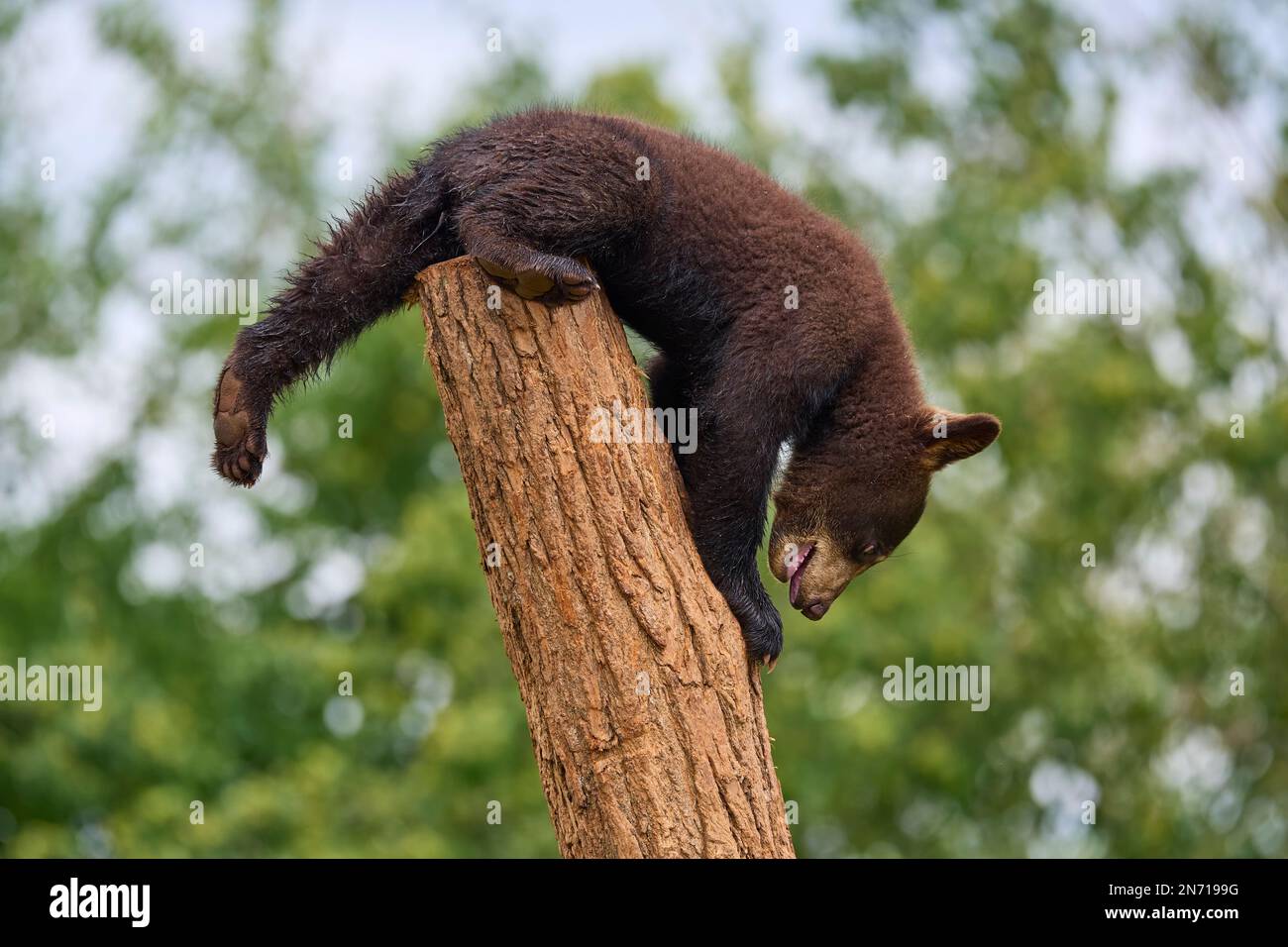 Black bear (Ursus americanus), cub climbing on tree trunk Stock Photo ...