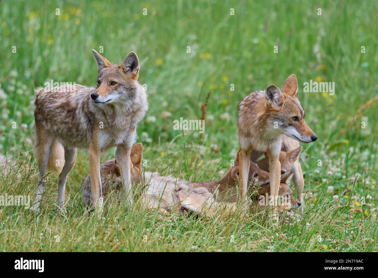 Family group with young animals hi-res stock photography and images - Alamy
