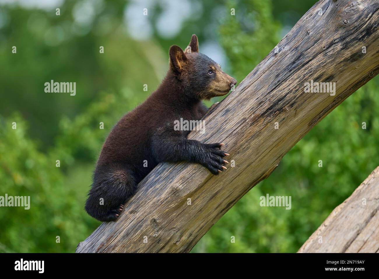 Black bear tree trunk hi-res stock photography and images - Alamy