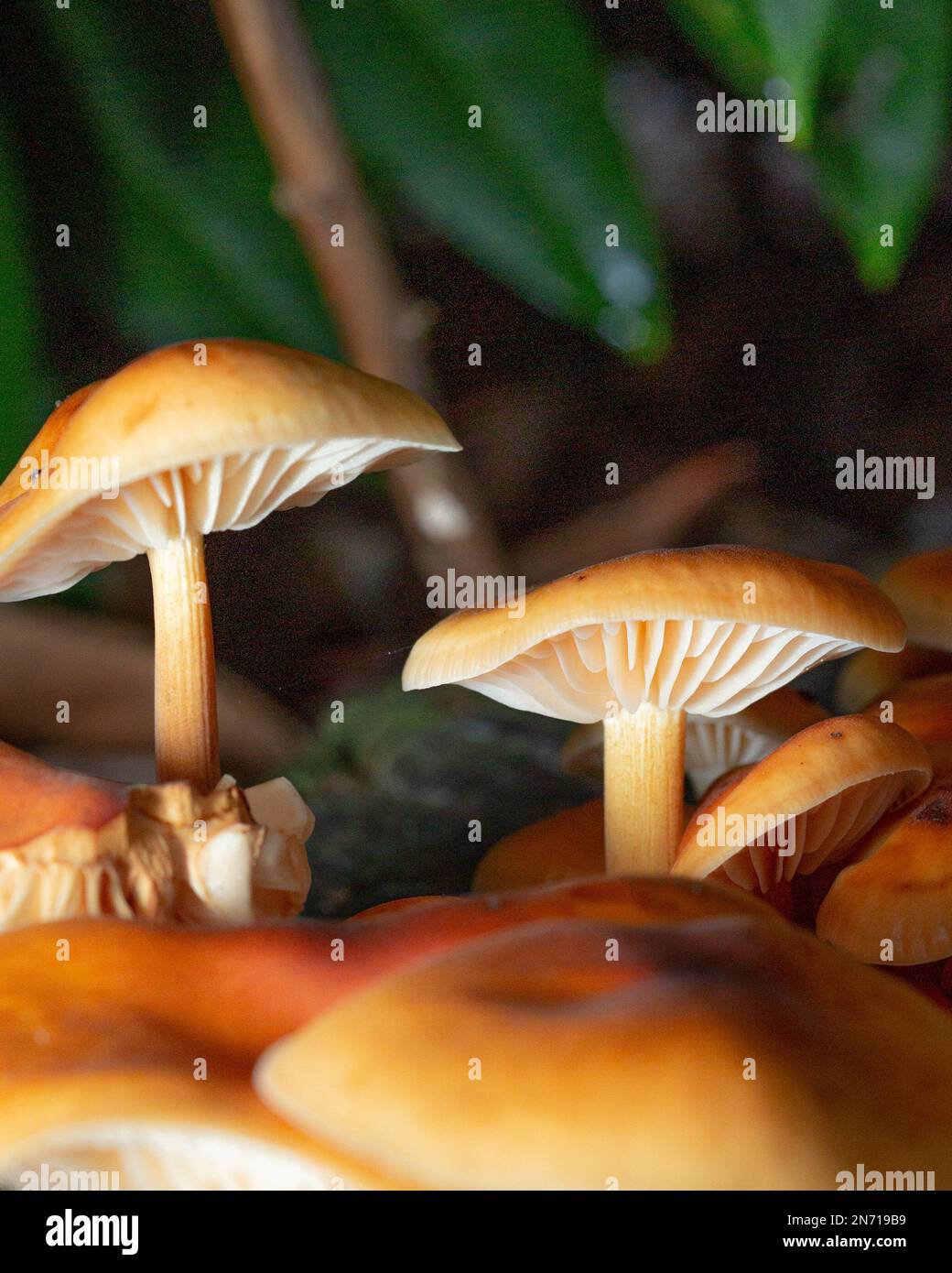 A closeup of group of wild young Enoki mushrooms (Flammulina velutipes ...