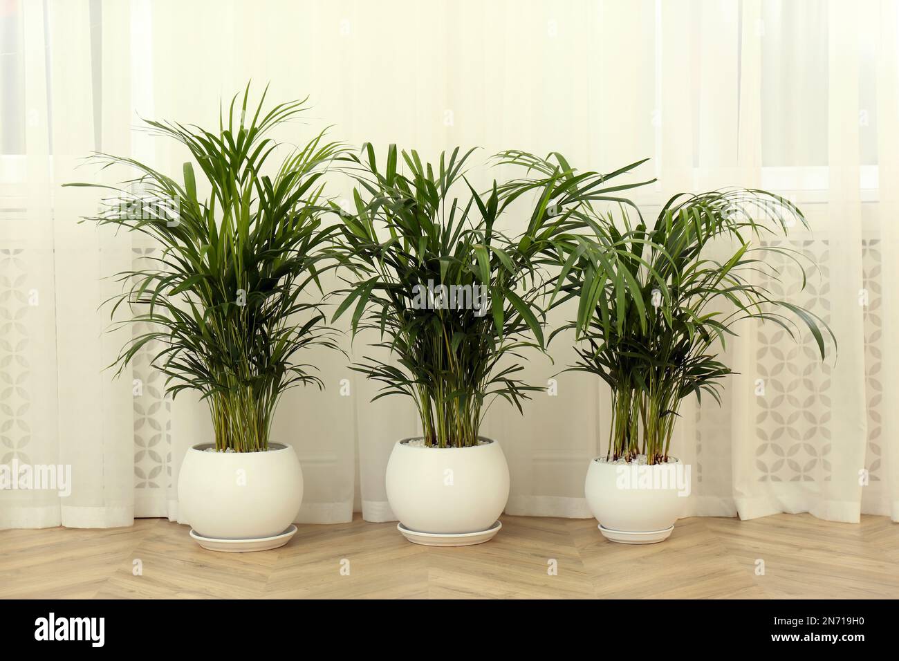 Plants on floor hi-res stock photography and images - Alamy