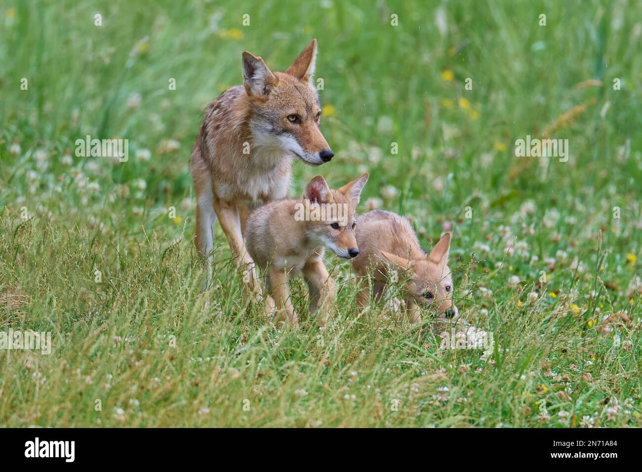 Family group with young animals hi-res stock photography and images - Alamy