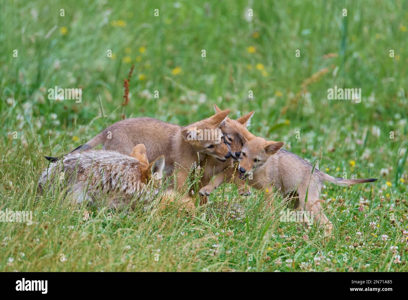 Family group with young animals hi-res stock photography and images - Alamy