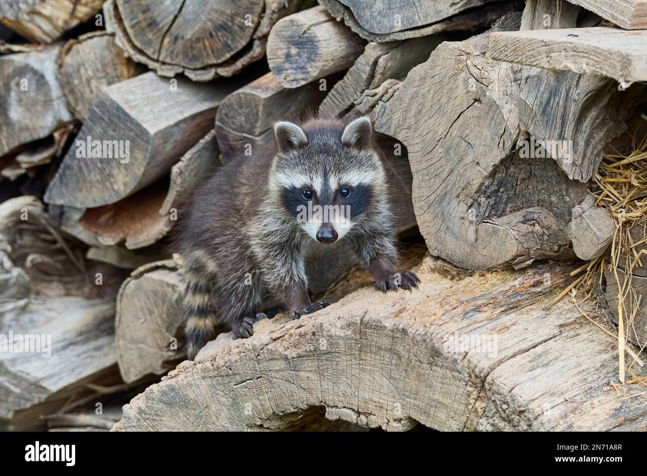 Woodpile raccoon hi-res stock photography and images - Alamy