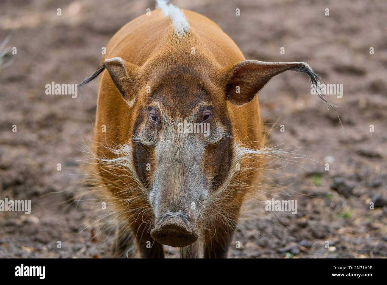 Brush-eared pig (Potamochoerus porcus pictu), portrait Stock Photo - Alamy