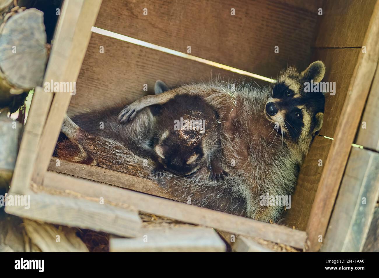 Raccoon (Procyon lotor), mother with young Stock Photo - Alamy