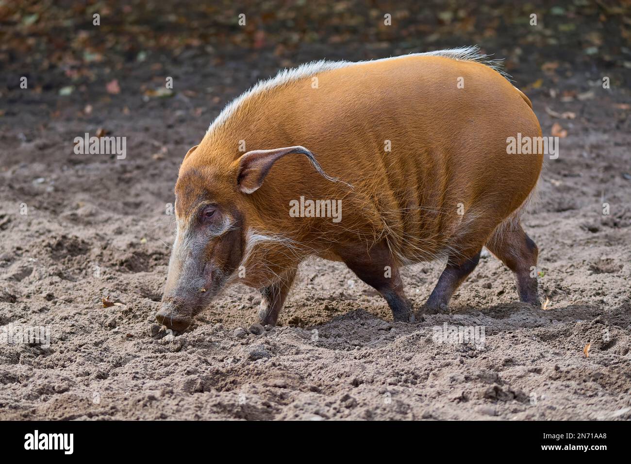 Brush-eared pig (Potamochoerus porcus pictu Stock Photo - Alamy