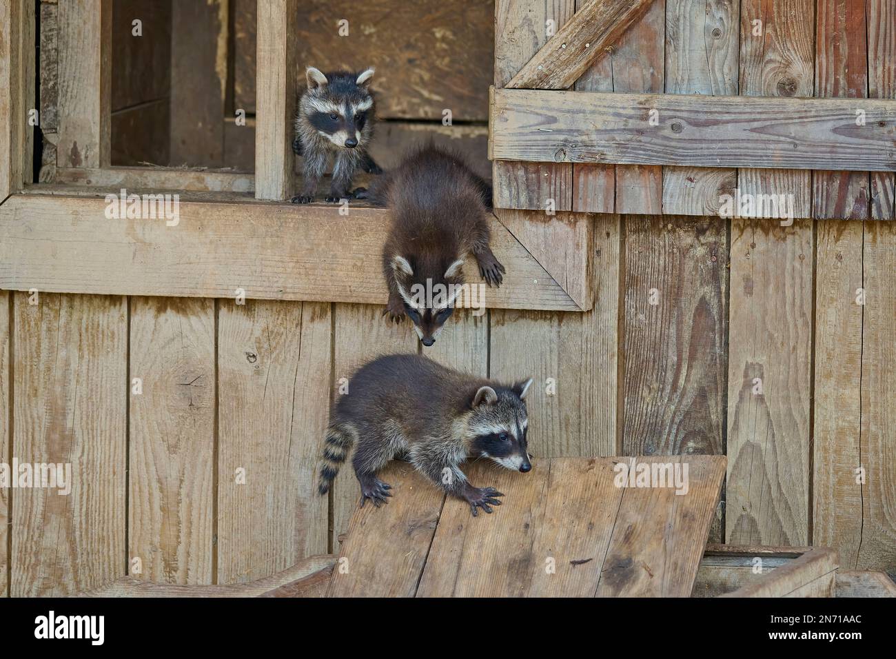 Three young wooden hut hi-res stock photography and images - Alamy