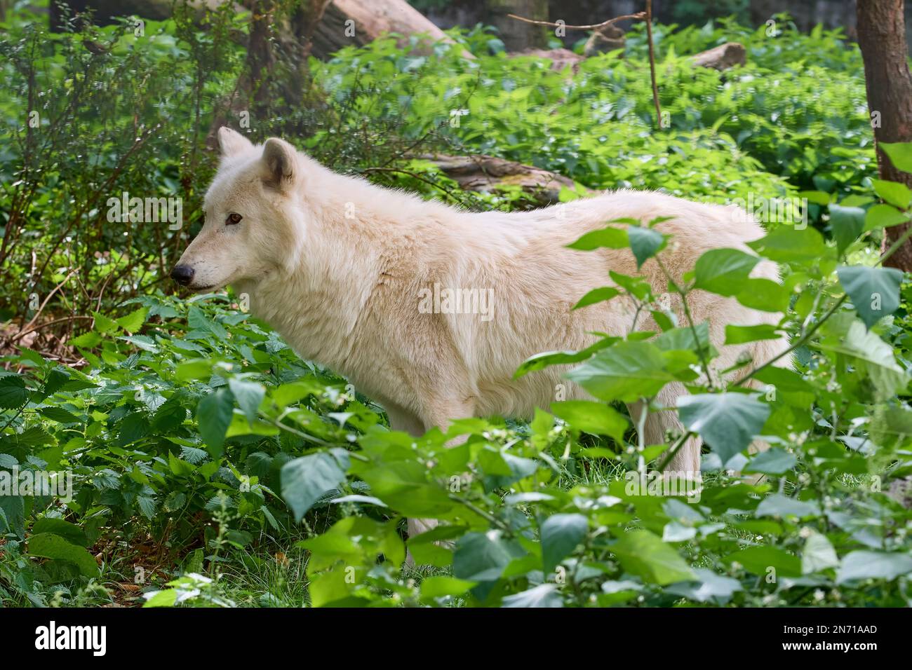Arctic Wolf, Polar Wolf (Canis lupus arctos Stock Photo - Alamy