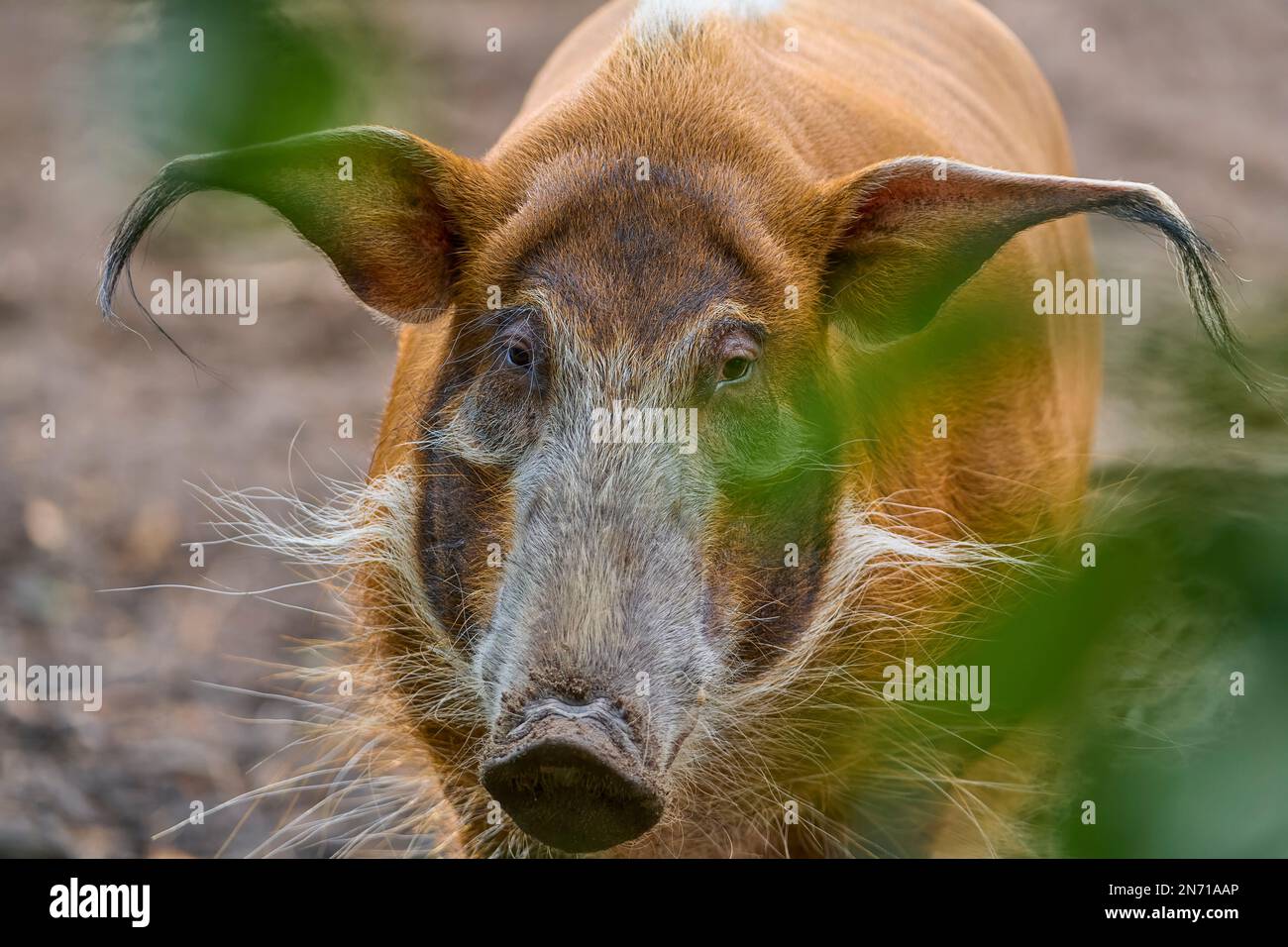Brush-eared pig (Potamochoerus porcus pictu), portrait Stock Photo - Alamy