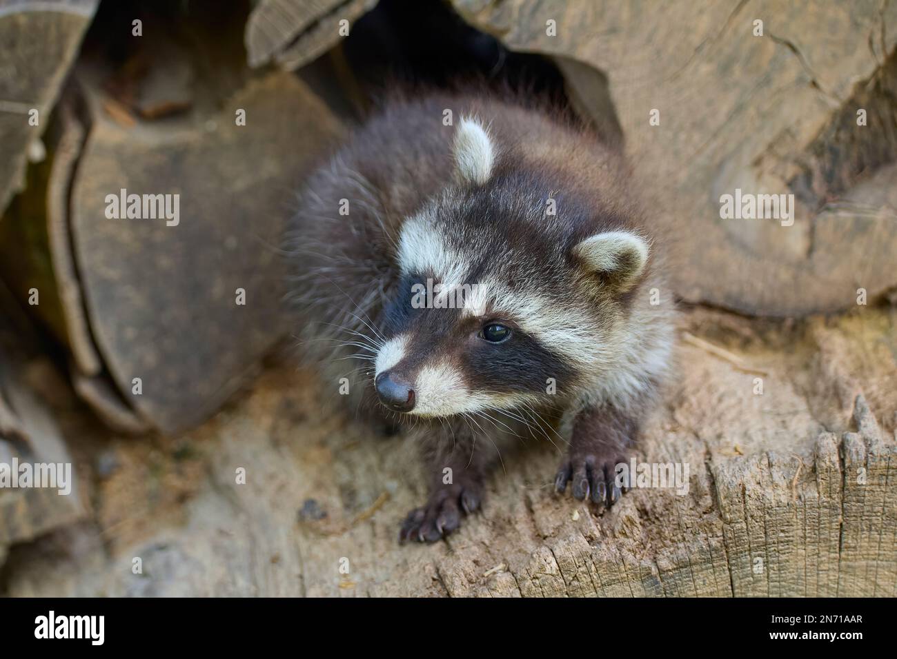Woodpile raccoon hi-res stock photography and images - Alamy