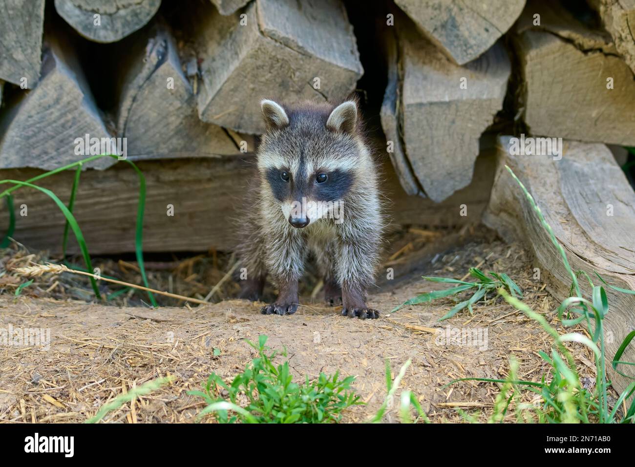 Woodpile raccoon hi-res stock photography and images - Alamy