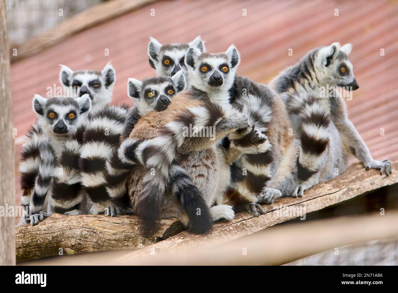 Ring-tailed lemur (Lemur catta), group of animals Stock Photo - Alamy