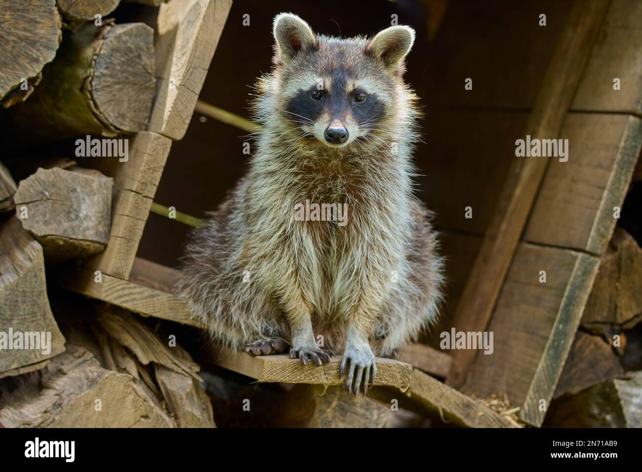 Woodpile raccoon hi-res stock photography and images - Alamy